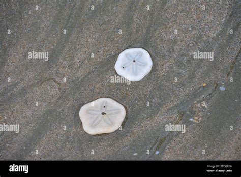 Clypeasteroida Sp Sand Dollar Tribe Echinodermata Echinoderms