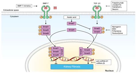 Pharmaceuticals Free Full Text TGF β Inhibitors for Therapeutic