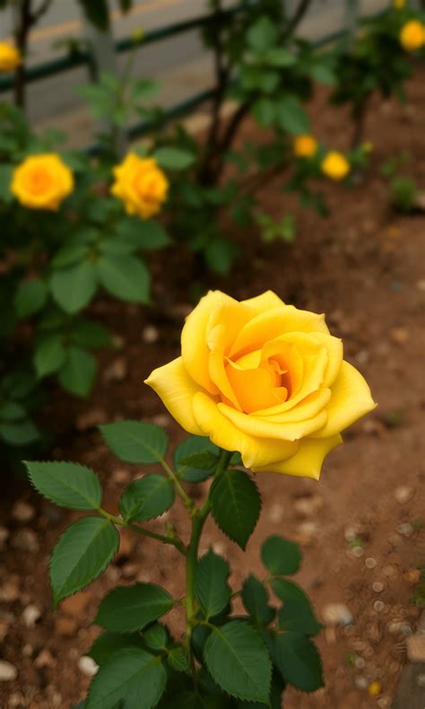 Blooming Yellow Rose In Garden Free Download Ai Scribbles