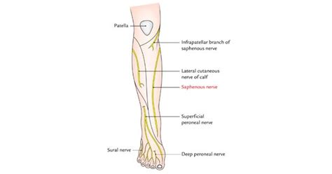 Saphenous Nerve New Saphenous Nerve New