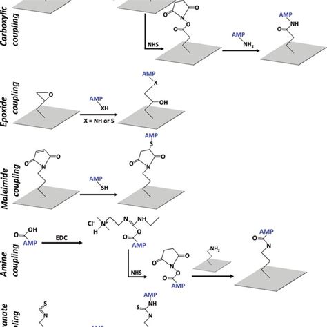 Immobilization Of Amps Onto Numerous Functional Groups Using Different