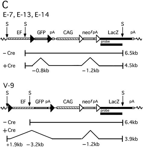 Simultaneous Recombination At Gene Regulation Units On Mammalian