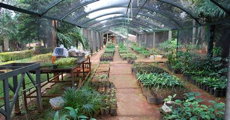 Campanha De Mudas Frutíferas E Ornamentais Em Barra Velha