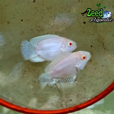 Jual Ikan Hias Air Tawar Snow White Shortbody Cichlid Rare Shopee Indonesia