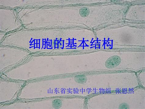 细胞的基本结构 山东省实验中学生物组 张恩然 Ppt Download