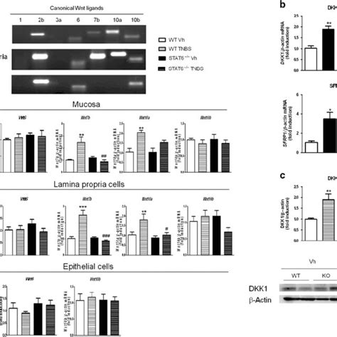 Signal Transducer And Activator Of Transcription 6 Stat6 Regulates