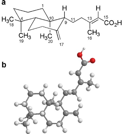 2d A And 3d B Conformational Projections Of Copalic Acid 1 Download Scientific Diagram