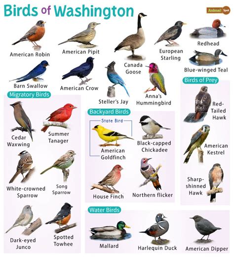Common Birds In Kitsap County At Kristina Hertz Blog