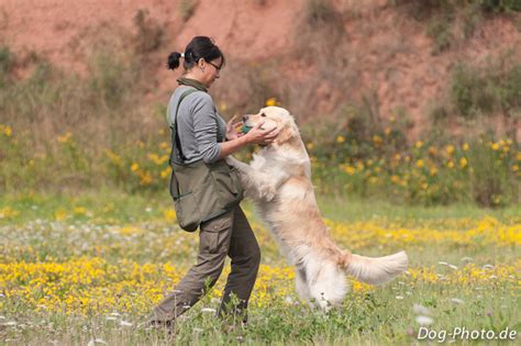 My Retrieve Dummy Training Myriam Reidenbach Eberle MY