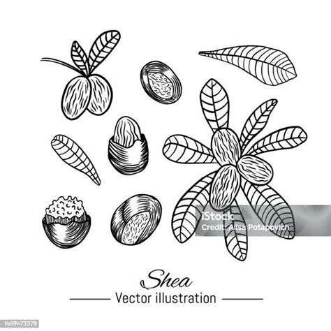 시어 식물 손으로 그린 컬렉션 흰색 바탕에 천연 유기농 버터 벡터 그림입니다 가지 식물 부위에 대한 스톡 벡터 아트 및 기타 이미지 가지 식물 부위 개체 그룹 건강