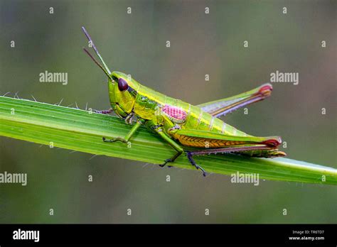Small Gold Grasshopper Chrysochraon Brachypterus Euthystira