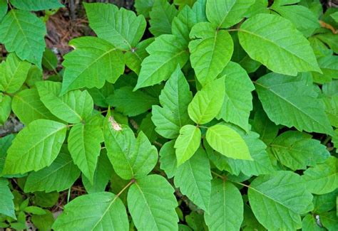 Poison Sumac Removal Services In Harford County Md Poison Sumac