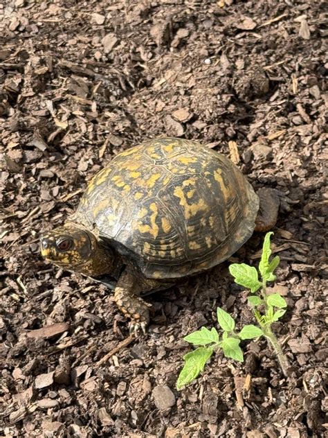 Meet Donny And Mikey R Turtle