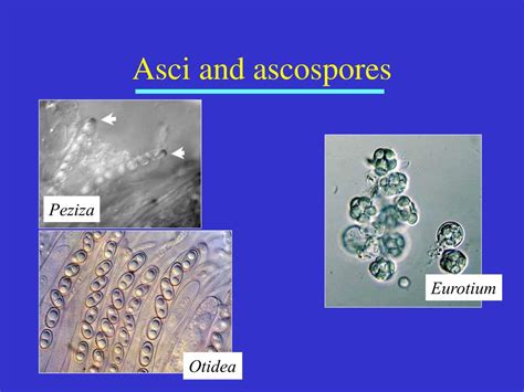 Ppt Dikaryomycota Powerpoint Presentation Free Download Id841134