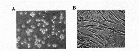 Method For Preparing Monocyte Type Stem Cell And Application Eureka Patsnap