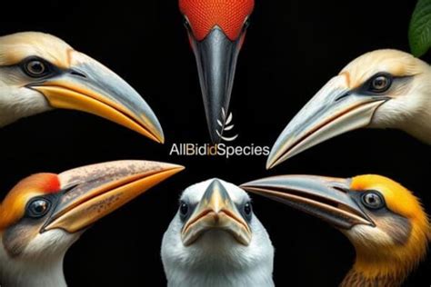 Why Do Birds Have Different Types Of Beaks Archives All Bird Species