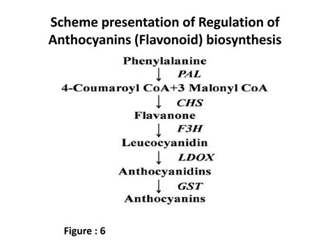 Biosynthesis Of Flavonoids Pptx