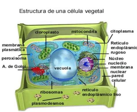 Biología De Segundo De Bachillerato OrgÁnulos De La CÉlula Vegetal