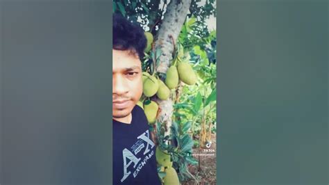 ভাইরাল একটি গাছে কতগুলো কাঁঠাল দেখলে অবাক হবেন না দেখলে মিস করবেন ভাইরাল ভিডিও শেয়ার করবেন