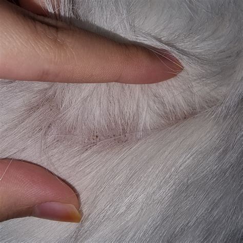 고양이 피부병 지식in