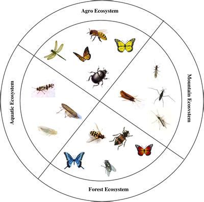 Frontiers Insects As Bioindicator A Hidden Gem For Environmental