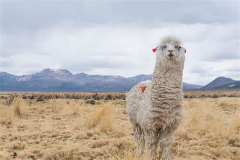 50 Beautiful Llama Facts You Dont Want To Miss