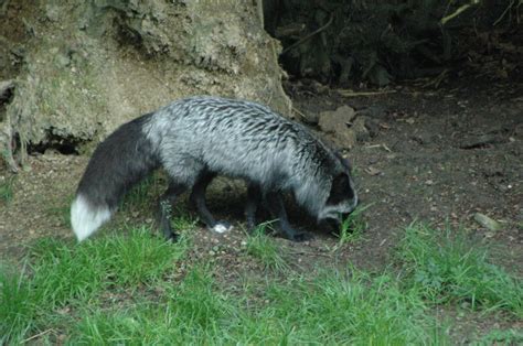 Adult Silver Fox Pt 3 By Akifox On Deviantart Adult Silver Fox Pt 3 By Akifox On Deviantart