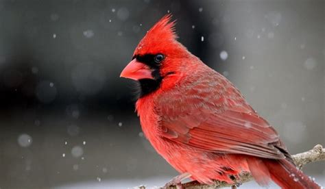 Discover 3 Types Of Cardinals A Guide To Their Varieties Eye On Bird