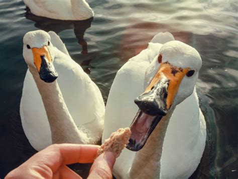 What Do Swans Eat Overview Of The Swan Diet Pestclue