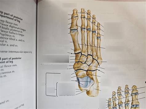 Phalanges Foot Diagram Quizlet