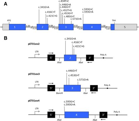 Location Of Presume Missense Mutations Analysed In This Study And