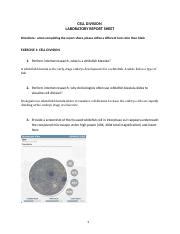 Understanding Cell Division In Whitefish Embryos Lab Report Course Hero