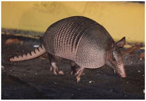 Biomimetics Mdpi On Linkedin Giant Armadillo Optimization A New Bio Inspired Metaheuristic