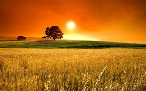 Sunny Day