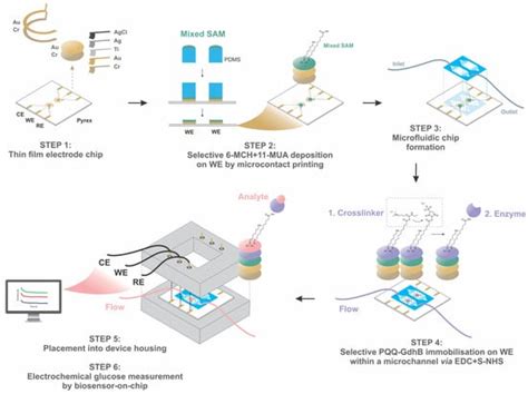 Microfluidic Electrochemical Glucose Biosensor With In Situ Enzyme Immobilization