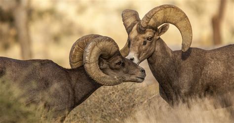 Azgfd Restores Water Source To Bighorn Sheep Gohunt The Hunting Company