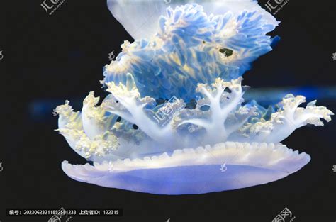 海洋生物 海洋动物 动物摄影 摄影素材 汇图网www huitu