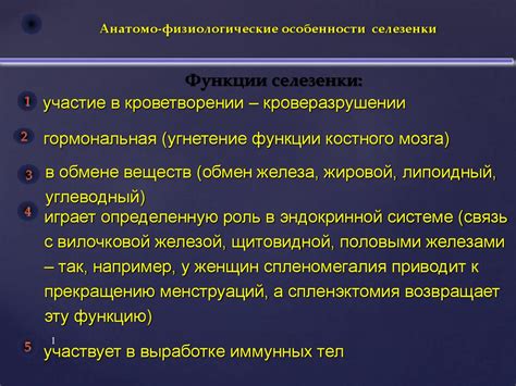 Анатомо физиологические особенности селезенки презентация онлайн