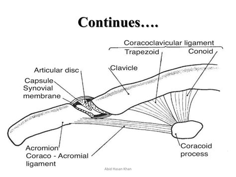 Sterno Clavicular And Acromio Clavicular Joint Pptx