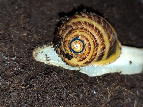 My Snail Lost A Piece From The Apex Of His Shell Today He Fell A Few