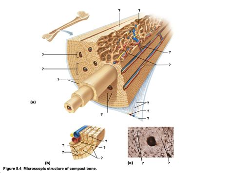 Microscopic Components Of Bone Diagram Quizlet