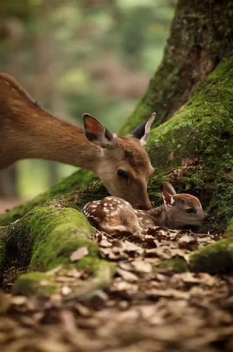 Српски Инфо Штаб On Twitter Буђење