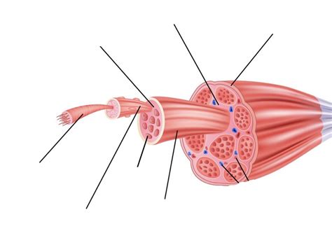 Muscular System Diagram Quizlet
