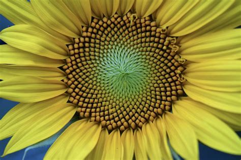 Sunflower Displaying The Fibonacci Sequence Johnsons12 Flickr