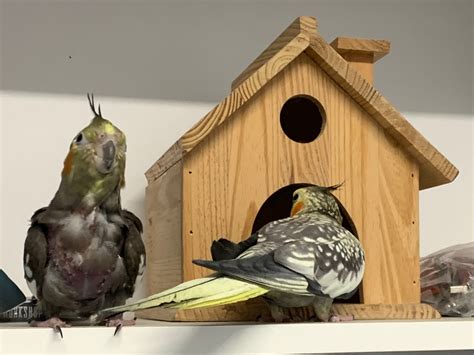 How To Control Bird Hormones Works For Birds