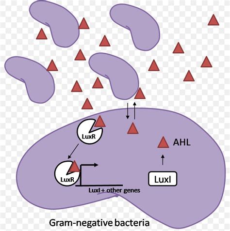 Quorum Sensing Gram Negative Bacteria Gram Positive Bacteria Gram Stain