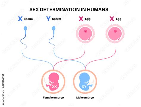 Sex Determination In Humans Stock Vector Adobe Stock