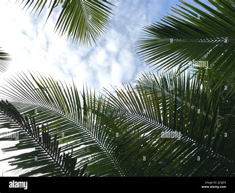 Tropical Palm Leaf Background Closeup Coconut Palm Trees Perspective