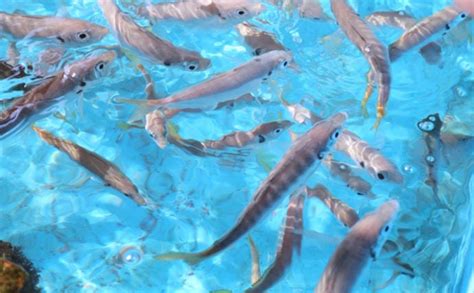 海水魚と淡水魚を一緒に養殖できる『好適環境水』 実験失敗で発見？ Tsurinews