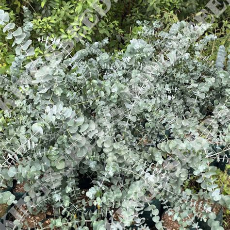 Eucalyptus Cinerea Silver Dollar Kings Seeds Direct